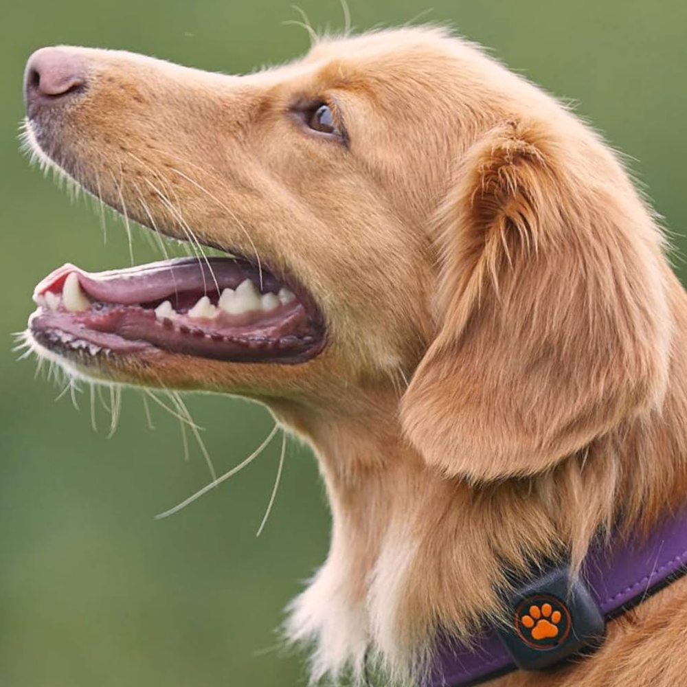 Умный трекер активности для собак. PitPat Dog Activity Monitor купить в ...